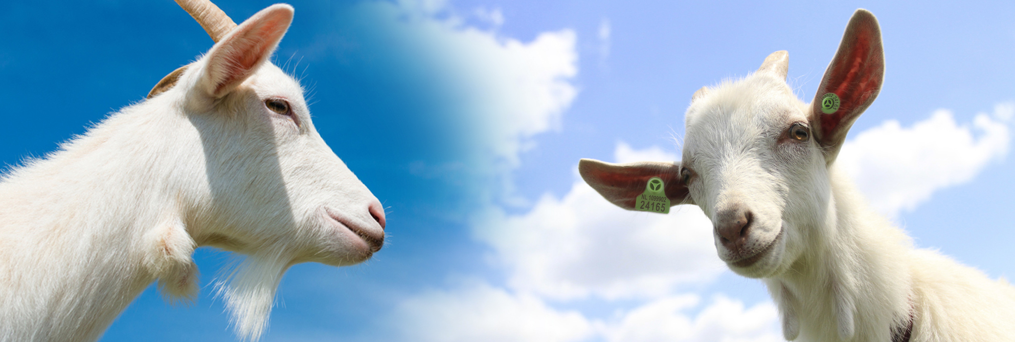 Oormerken – Elda ICT & Services